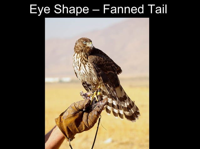 Raptor Body Language and ABA | PPT | Birds | Pets