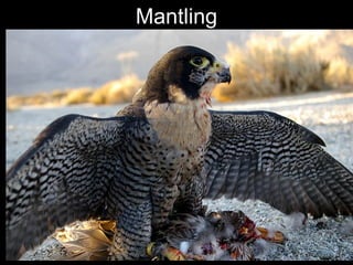 Raptor Body Language and ABA | PPT | Birds | Pets