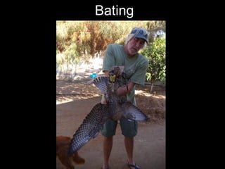 Raptor Body Language and ABA | PPT | Birds | Pets