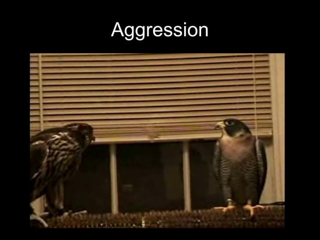 Raptor Body Language and ABA | PPT | Birds | Pets