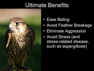 Raptor Body Language and ABA | PPT | Birds | Pets