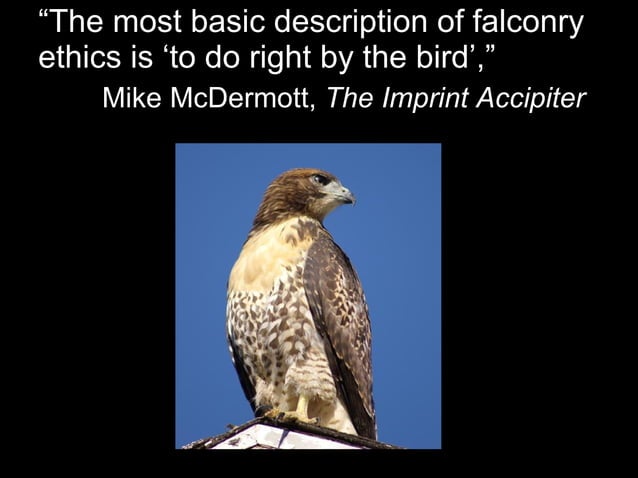 Raptor Body Language and ABA | PPT | Birds | Pets