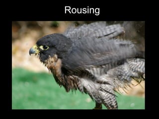 Raptor Body Language and ABA | PPT | Birds | Pets