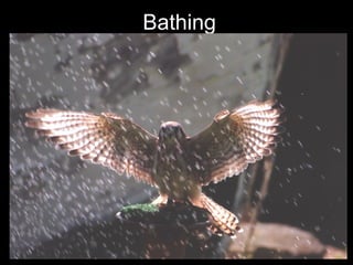 Raptor Body Language and ABA | PPT | Birds | Pets