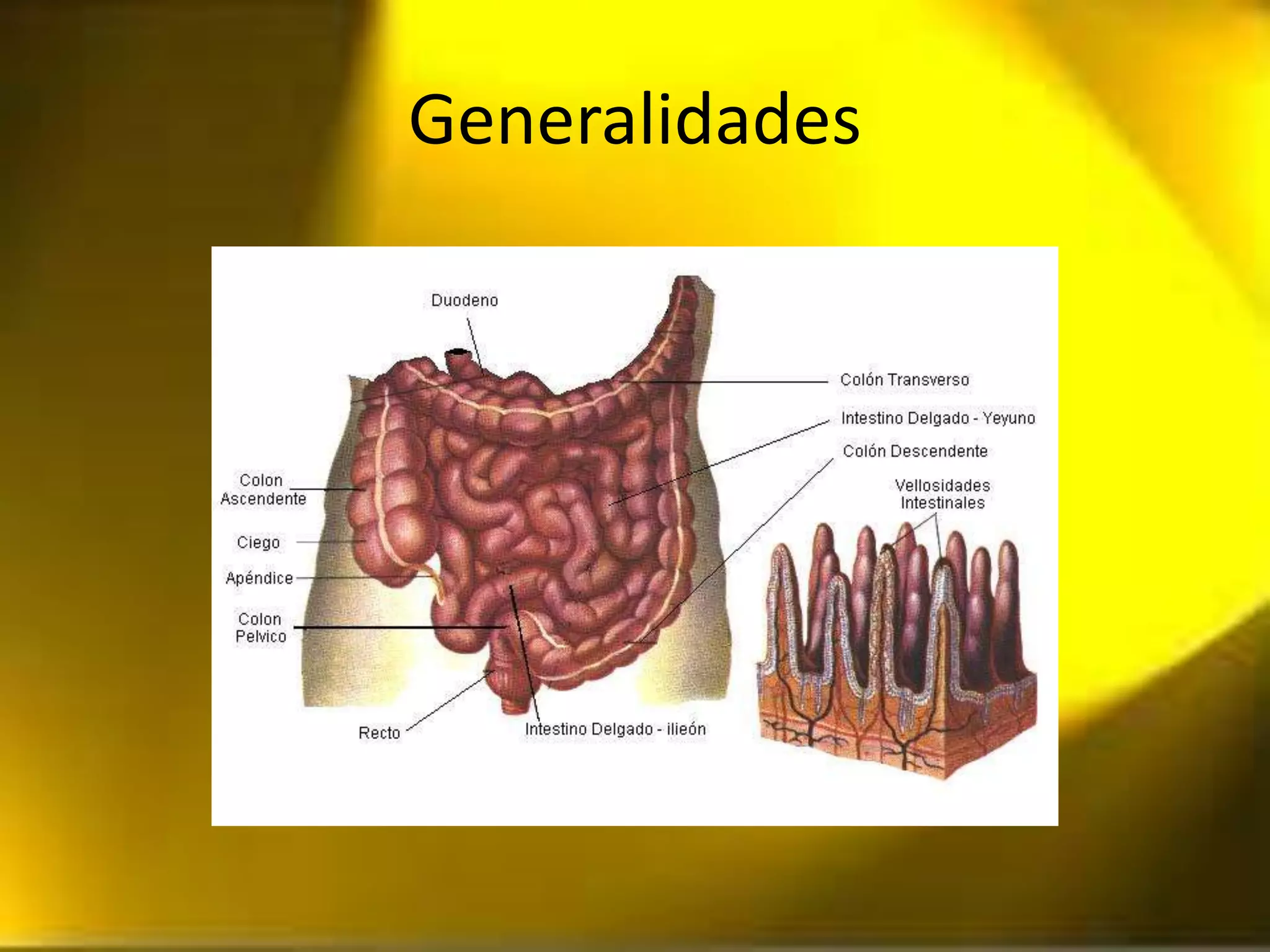 Abdomen agudo vasculo-oclusivo | PPTX