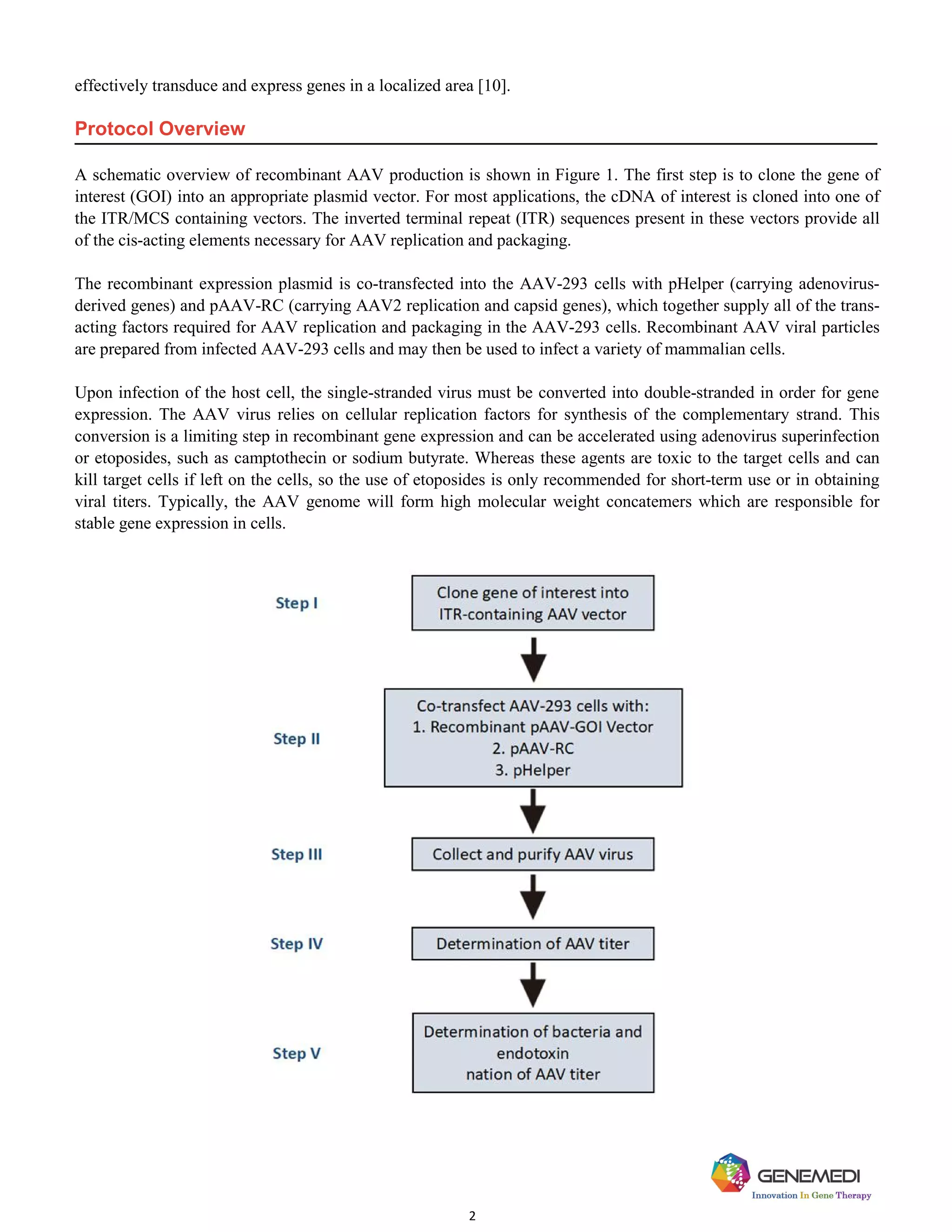 AAV production protocol:packaging,concentration and purification-gene medi | PDF