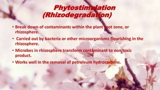 PHYTOREMEDIATION | PPT