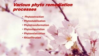 PHYTOREMEDIATION | PPT