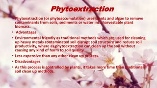 PHYTOREMEDIATION | PPT