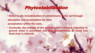 PHYTOREMEDIATION | PPT