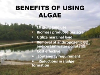 Algae for water treatment system | PPTX