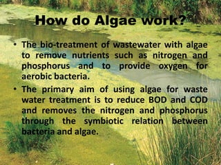 Algae for water treatment system | PPTX