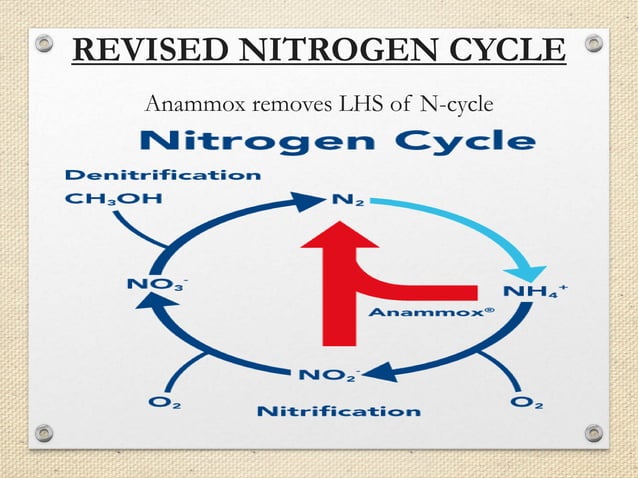 zeolite anammox process st cloud 081516 | PPT