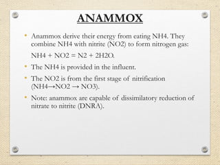 zeolite anammox process st cloud 081516 | PDF