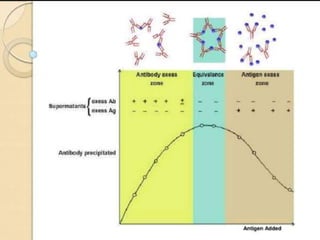 Antigen-Antibody Reaction (Ab Ag Reaction) | PPTX | Chemistry | Science