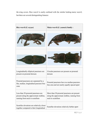 Rice weevil | PDF