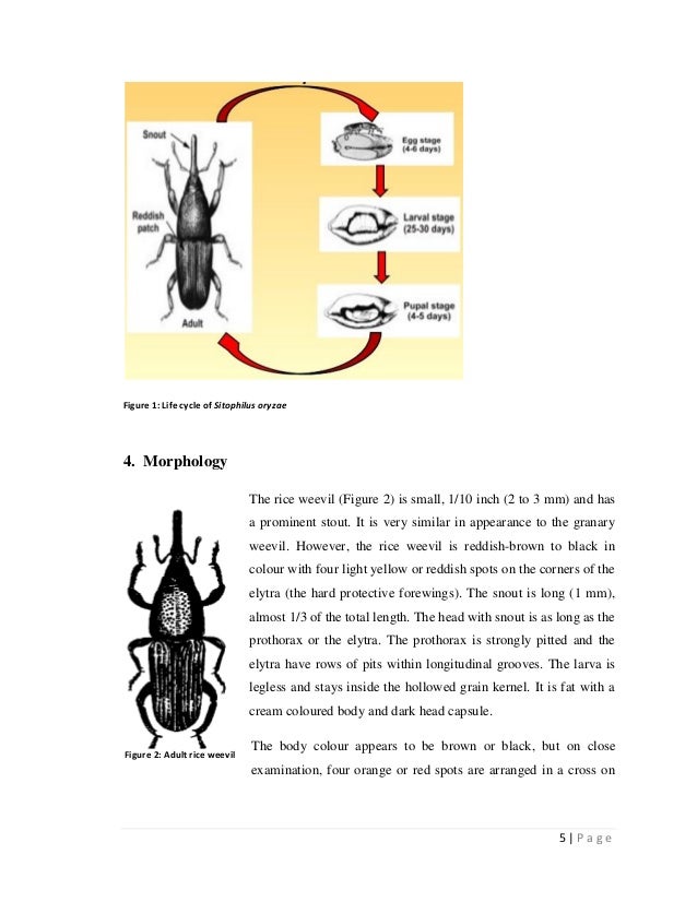 Granary Weevil Life Cycle Pest Advice For Controlling Stored Product