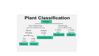 AB 108 PPT CLASSIFICATION OF PLANTS.pptx
