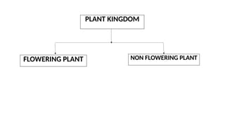 AB 108 PPT CLASSIFICATION OF PLANTS.pptx