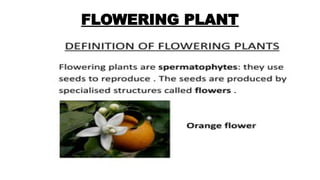 AB 108 PPT CLASSIFICATION OF PLANTS.pptx