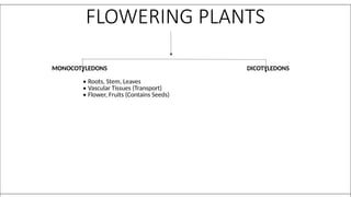 AB 108 PPT CLASSIFICATION OF PLANTS.pptx
