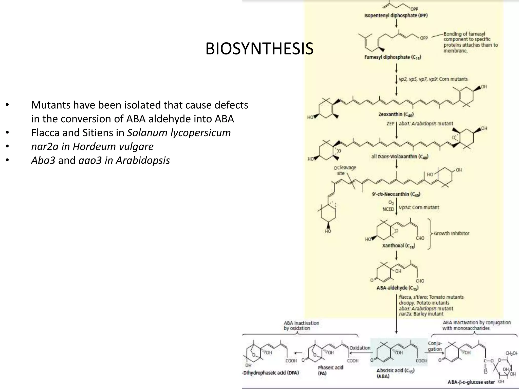 Abscisic acid biosynthesis and function | PPTX