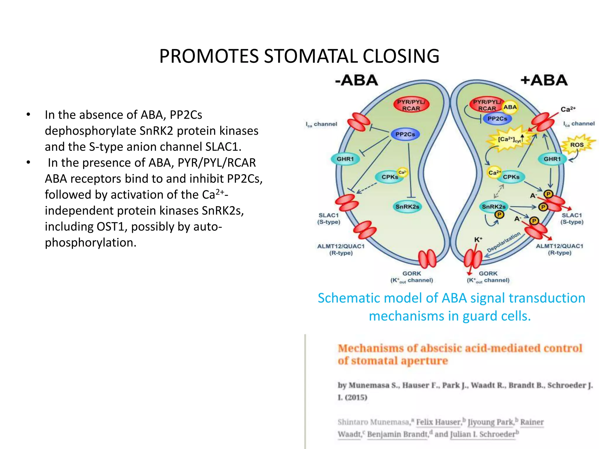 Abscisic acid biosynthesis and function | PPTX