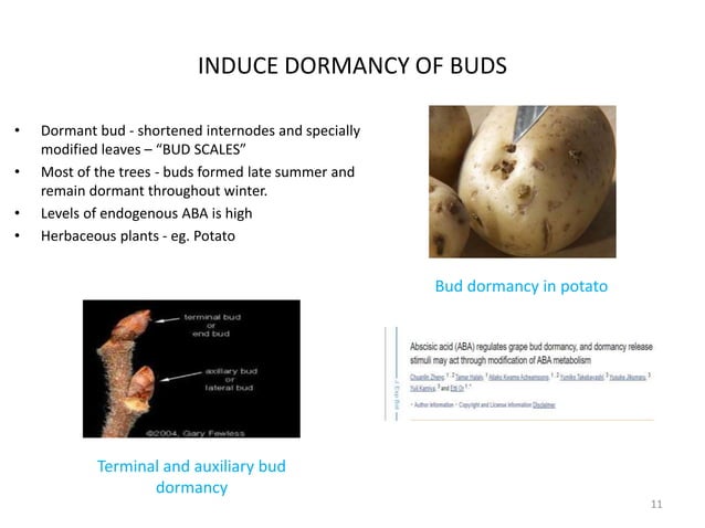 Abscisic acid biosynthesis and function | PPTX | Chemistry | Science