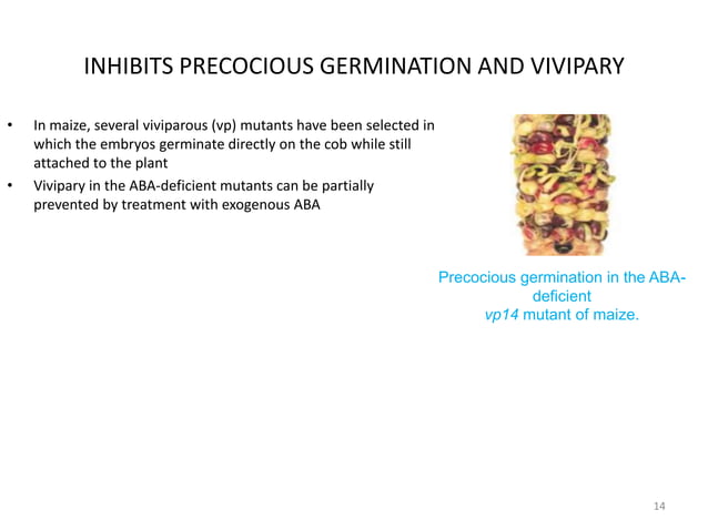 Abscisic acid biosynthesis and function | PPTX | Chemistry | Science
