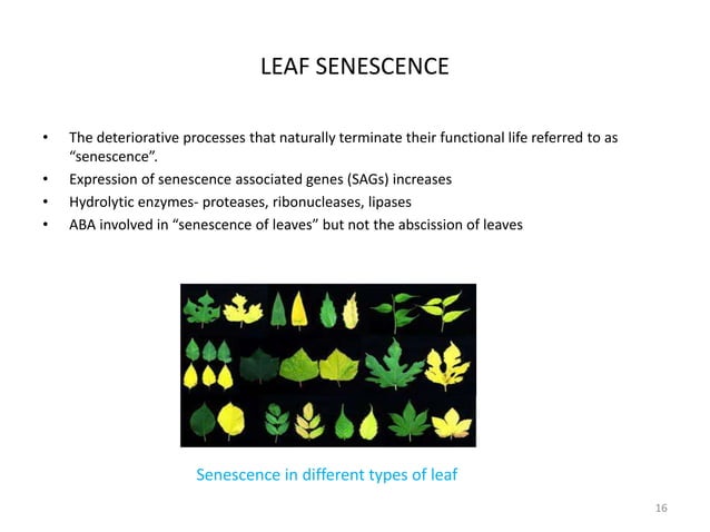 Abscisic acid biosynthesis and function | PPTX | Chemistry | Science