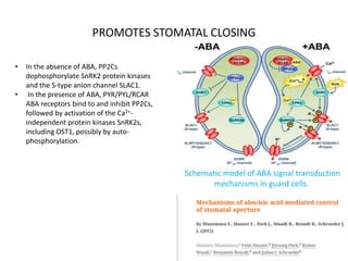 Abscisic acid biosynthesis and function | PPTX | Chemistry | Science