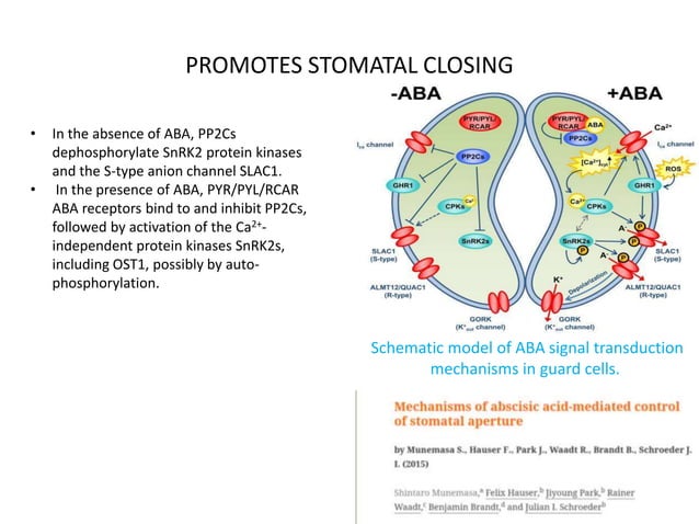 Abscisic acid biosynthesis and function | PPTX | Chemistry | Science