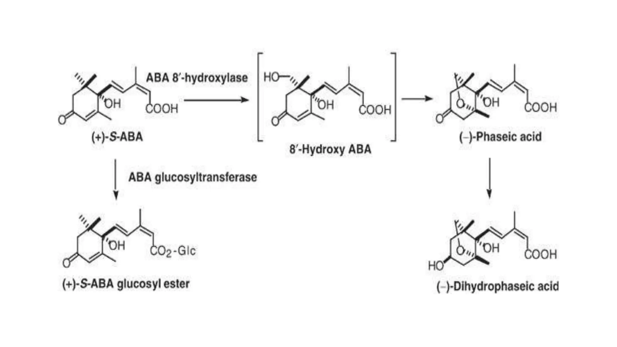 ABA -Abscisic acid | PPTX