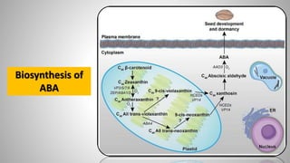 Abscisic Acid.pptx