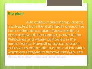 Abaca Plant | PPTX