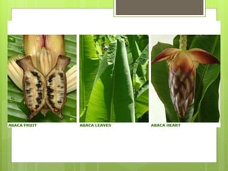Abaca Plant