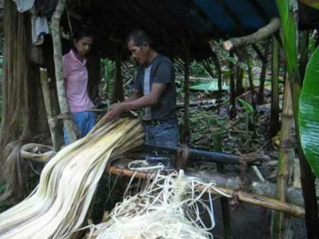 Abaca Plant
