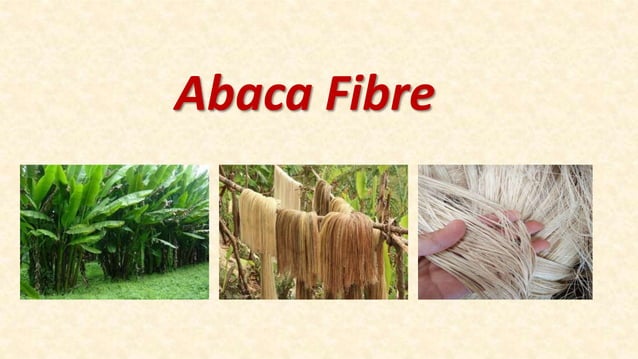 Abaca fibre | PPTX