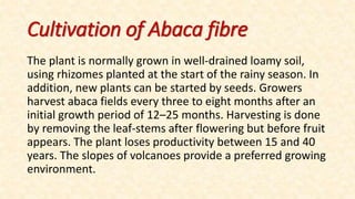 Abaca fibre | PPTX