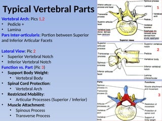 Anatomy of the back part 1– Vertebrae.pptx