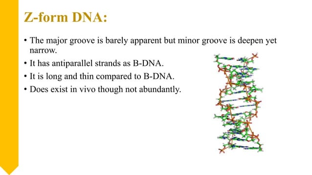 A, b, and z forms of dna | PPTX | Chemistry | Science
