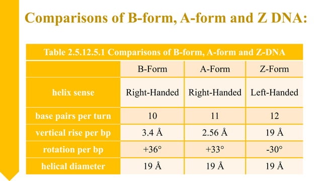 A, b, and z forms of dna | PPTX | Chemistry | Science