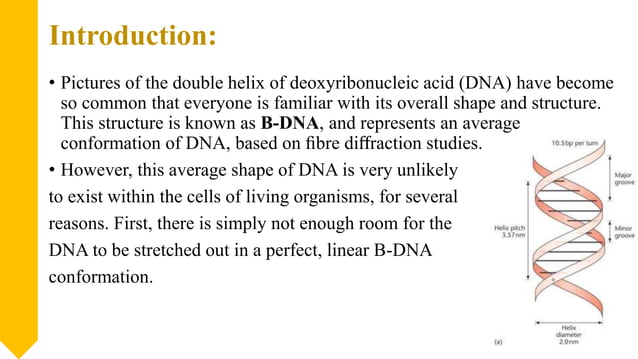 A, b, and z forms of dna | PPTX | Chemistry | Science