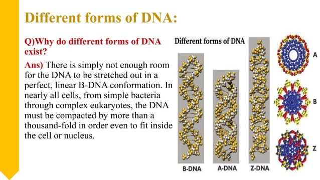 A, b, and z forms of dna | PPTX | Chemistry | Science