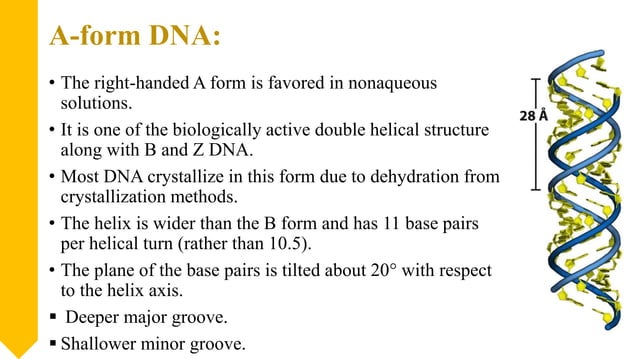 A, b, and z forms of dna | PPTX | Chemistry | Science