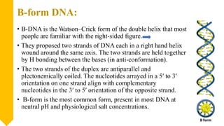 A, b, and z forms of dna | PPTX | Chemistry | Science