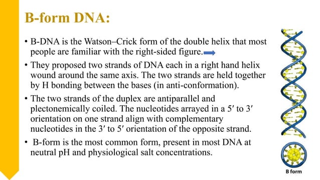 A, b, and z forms of dna | PPTX | Chemistry | Science