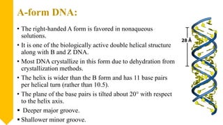 A, b, and z forms of dna | PPT