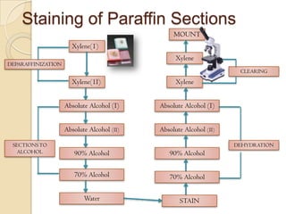 Staining and Collodionization | PPT