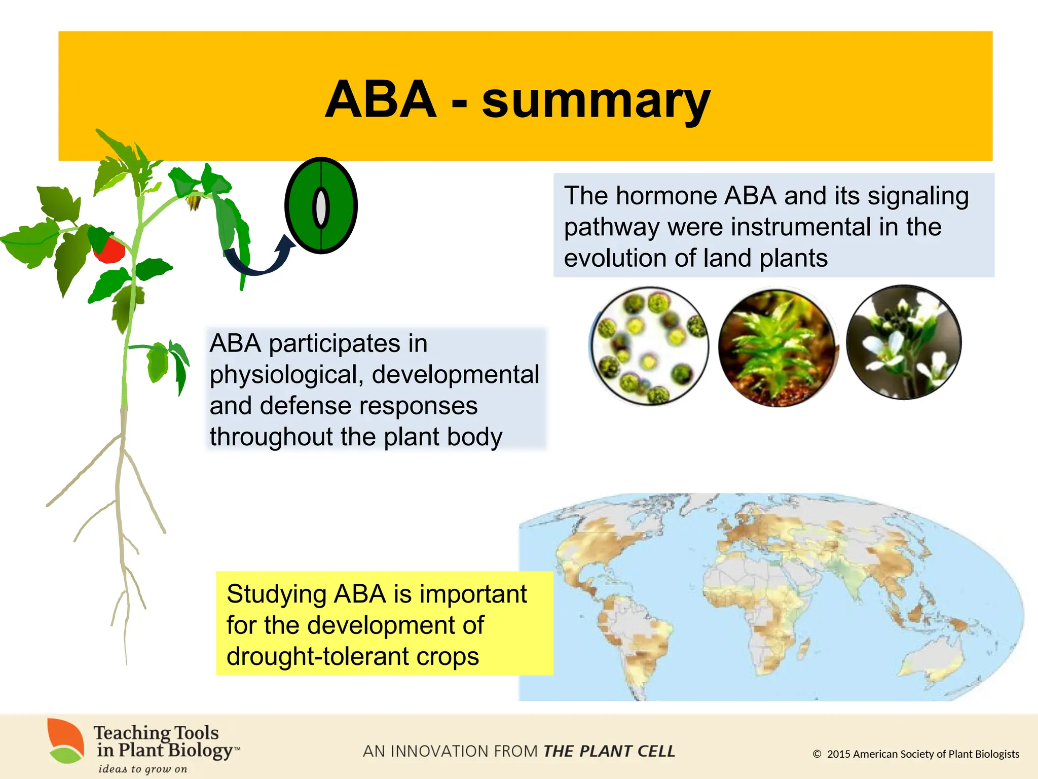 Effect of Absaisic acid or absicin II on plant growth. PPT.ppt